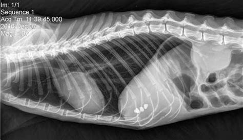 Learn How To Read A Cat X Ray Long Beach Animal Hospital