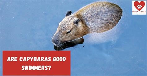 Are Capybaras Good Swimmers Things You Need To Know About The Swimming