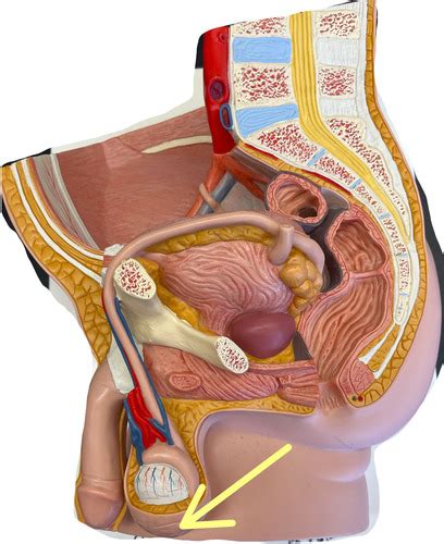 Week 14 Flashcards Quizlet