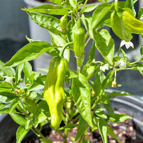 Pepperoncini Pepper Plant