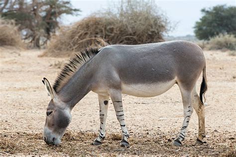 3500 Burro Salvaje Fotos Fotografías De Stock Fotos E Imágenes