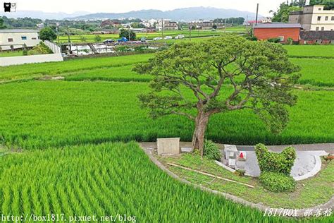 苗栗銅鑼｜200年歷史田心伯公，龍貓土地公，自然田園風光 輕旅行