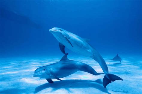 Dolphin Reproductive Anatomy