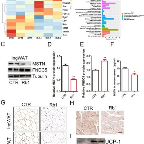 Effect Of Rb1 On Mstn Expression In Adipose Tissue A Representative