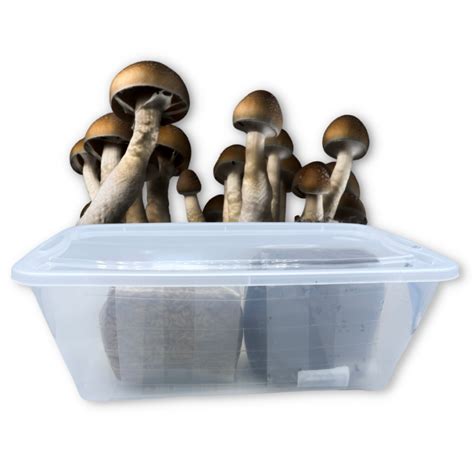 Grow Kits Archives Curative Mushrooms Shop