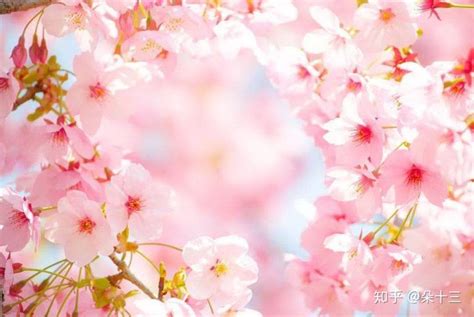 区别 梅花、桃花、樱花，傻傻分不清 知乎