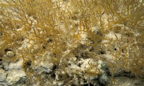 Hypnea Cervicornis Marine Biodiversity Portal Of Bangladesh