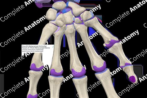 Fourth Metacarpal Articular Facet Of Third Metacarpal Bone Complete