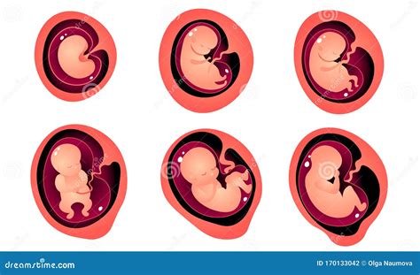 Stages Of Embryo Development In Mothers Womb Vector Illustration Stock
