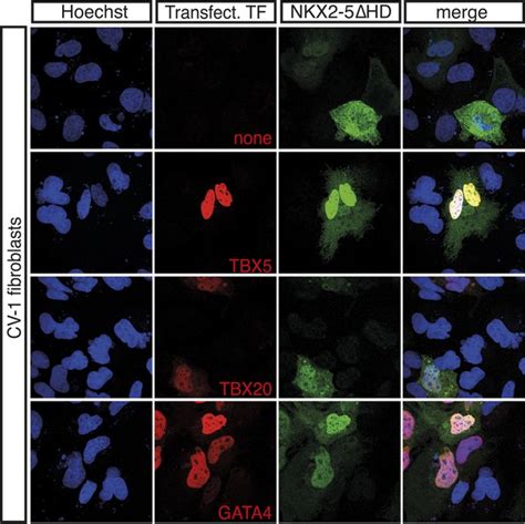 Figures And Data In Nkx2 5 Mutations Causative For Congenital Heart