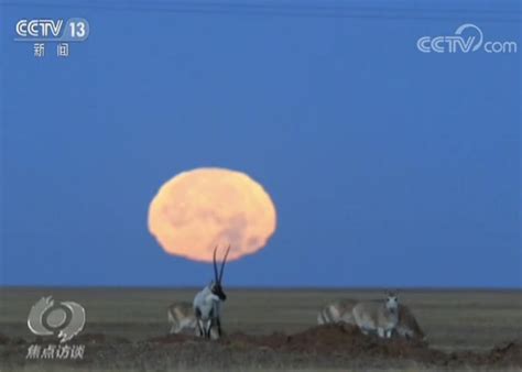 砥砺奋进的五年可可西里生命禁区的绽放 可可西里 世界遗产 草场 新浪新闻