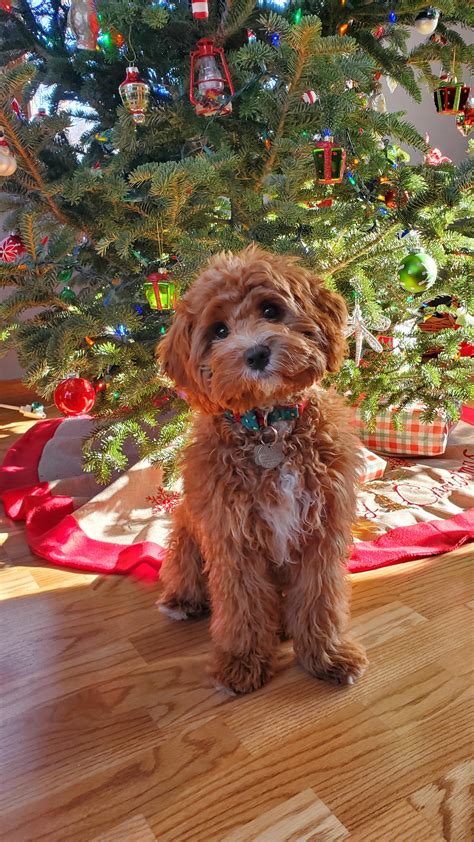 Merry Christmas Rcavapoo