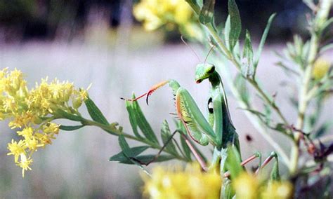 Expert Reveals The Patterns Of Diversity In Insects Daily Mail Online