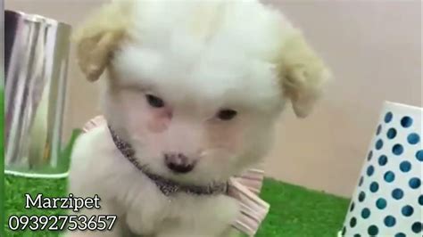 سگ کوچولو پشمالو بازیگوش🐶🔥🐶😍 Youtube