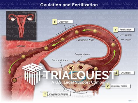 Ovulation And Fertilization TrialQuest Inc