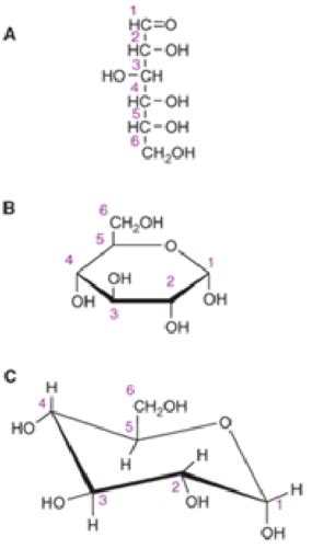 Biochem Structures Flashcards Quizlet