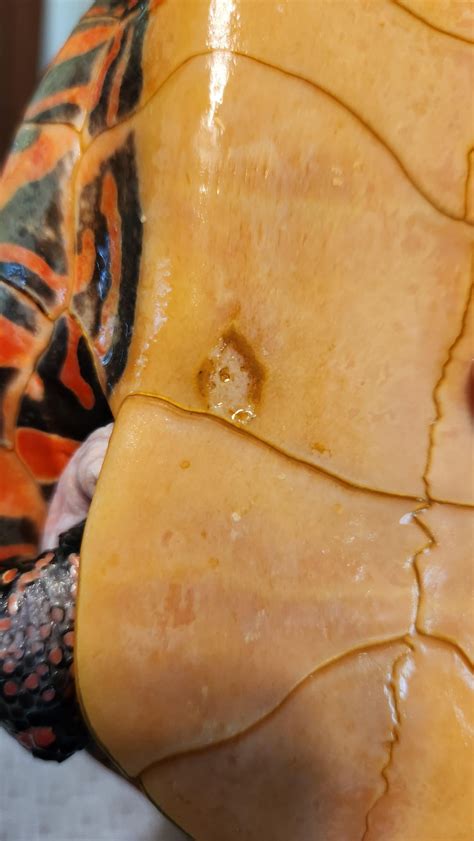 Damage Under Turtles Shell Rturtle