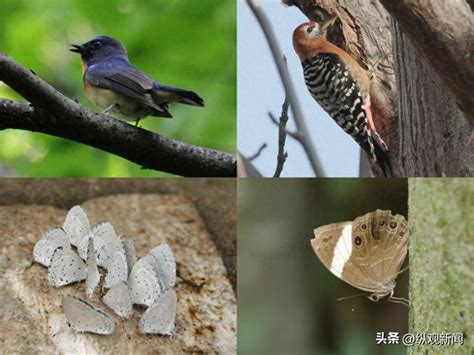 内乡宝天曼：保护生物多样性促进人与自然和谐共生物种社会生态