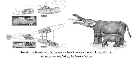 The Evidence Of Oligocene Elephants From Eritrea Madote
