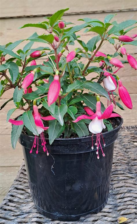 Fuchsia Bella Fuchsia Bella Evita 15cm The Plant Lady