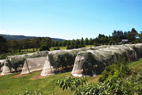 Vineyard Orchard And Garden Netting Quatra Netting