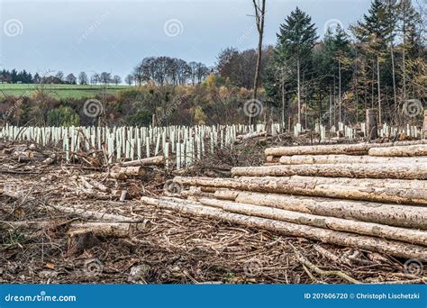 Chopped Woodland New Plantation Germany Replanted With New Sapling