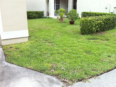 How When And Where To Plant St Augustine Grass Plugs