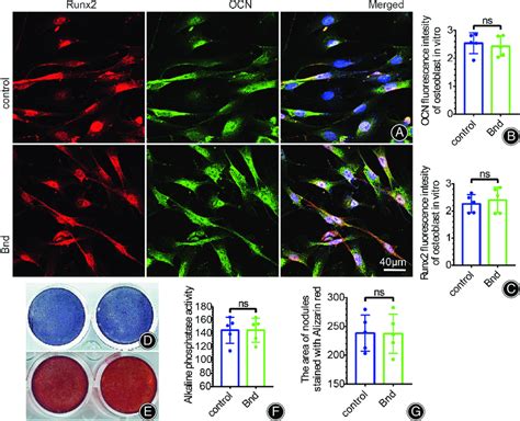 bnd did not inhibit osteogenesis a c runx2 b and ocn c levels