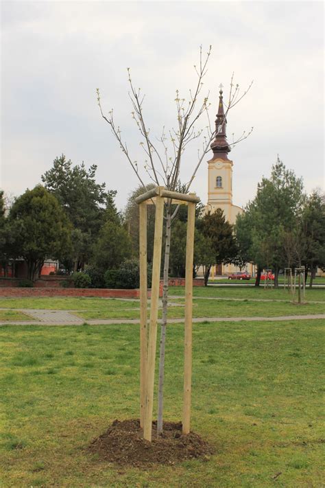 Náhradná Výsadba Stromov Mesto TrebiŠov