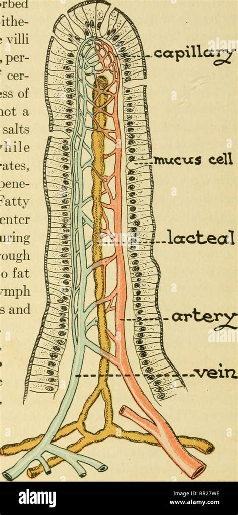 Capillary Epithelium