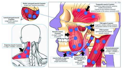 Schematic Representation Of The Proposed Suggested Number And