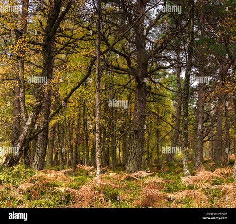 Ancient Caledonian Forest On The Shores Of Loch Rannoch Perth And