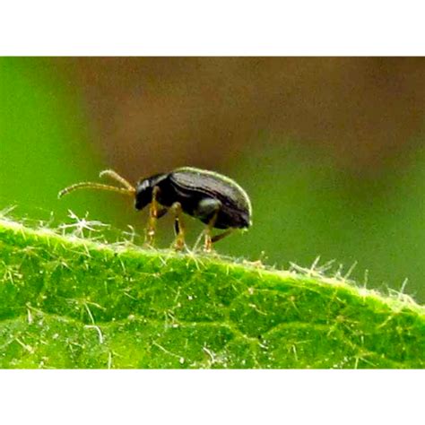 Pulguilla Saltona Epitrix Spp Quinua Doctor Agro