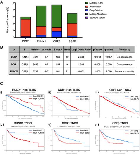 Ddr1 Regulates Runx1 Cbfβ To Control Breast Stem Cell Differentiation