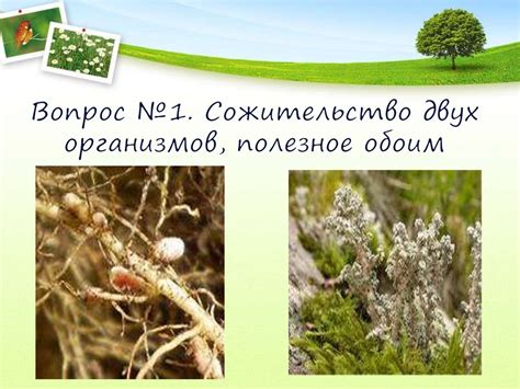 Значение живых организмов в природе презентация онлайн