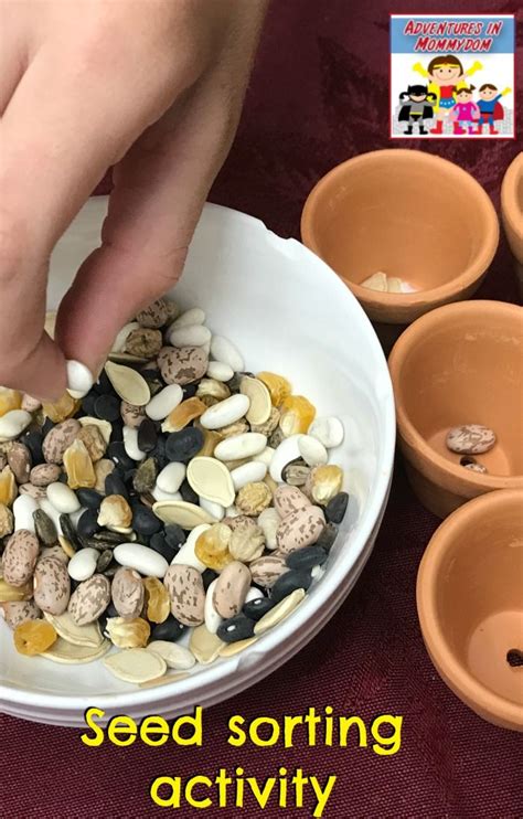 Seed Sorting Activity For Preschool Sorting Activities Seeds Preschool Preschool Activities
