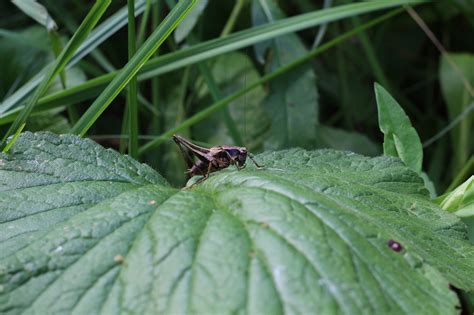 300 Free Locust And Insect Images Pixabay