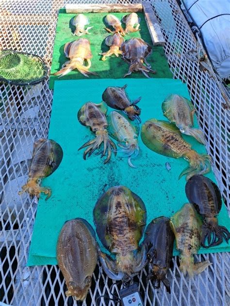 33（日）南伊勢の五ケ所湾のティップランの釣果速報 【龍紀丸】三重県南伊勢の釣り船・遊漁船