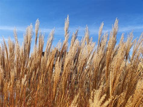 Parched Long Grasses In Autumn In Detailed View Under Deep Blue Sky