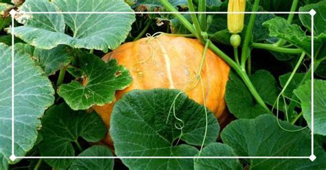 41 Best Celery Companion Plants What To Grow With Celery