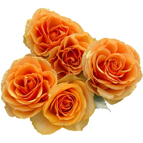 Varieties Contintental Breeding