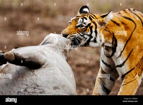 Tiger With Kill Panthera Tigris Ranthambore Tiger Reserve Rajasthan India Stock Photo Alamy