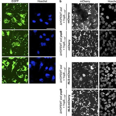 Delivery Of Egfp And Mcherry Fusion Proteins And Nuclear Download