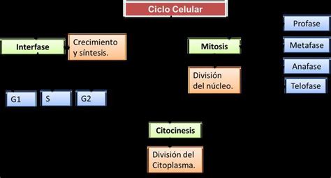 Realiza Un Mapa Conceptual Del Ciclo Celular Y Sus Etapas Brainlylat