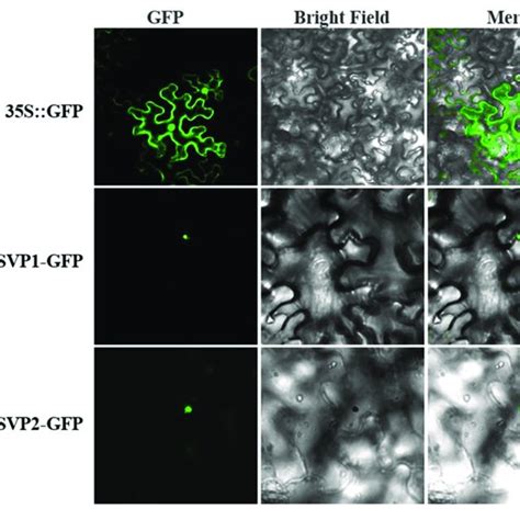 Subcellular Localization Of Misvps In Tobacco Leaves Gfp Signaling Of