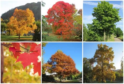 10 Shade Trees For New Mexico Including Fast Growing