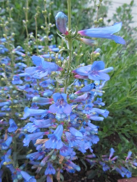 Four Hills Of Squash Electric Blue Penstemon