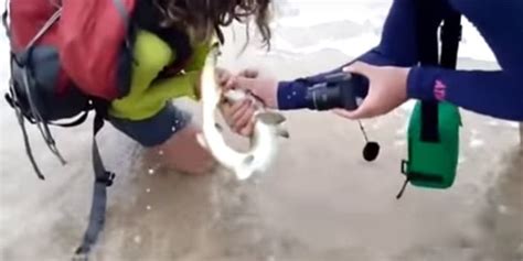 Turista é Mordida Ao Tirar Tubarão Da água Para Fazer Selfie Ela Foi