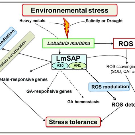 Hypothetical Model For Lmsap Mediated Abiotic Stress Tolerance Via Ros