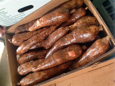 Cassava Buy From Costa Rica